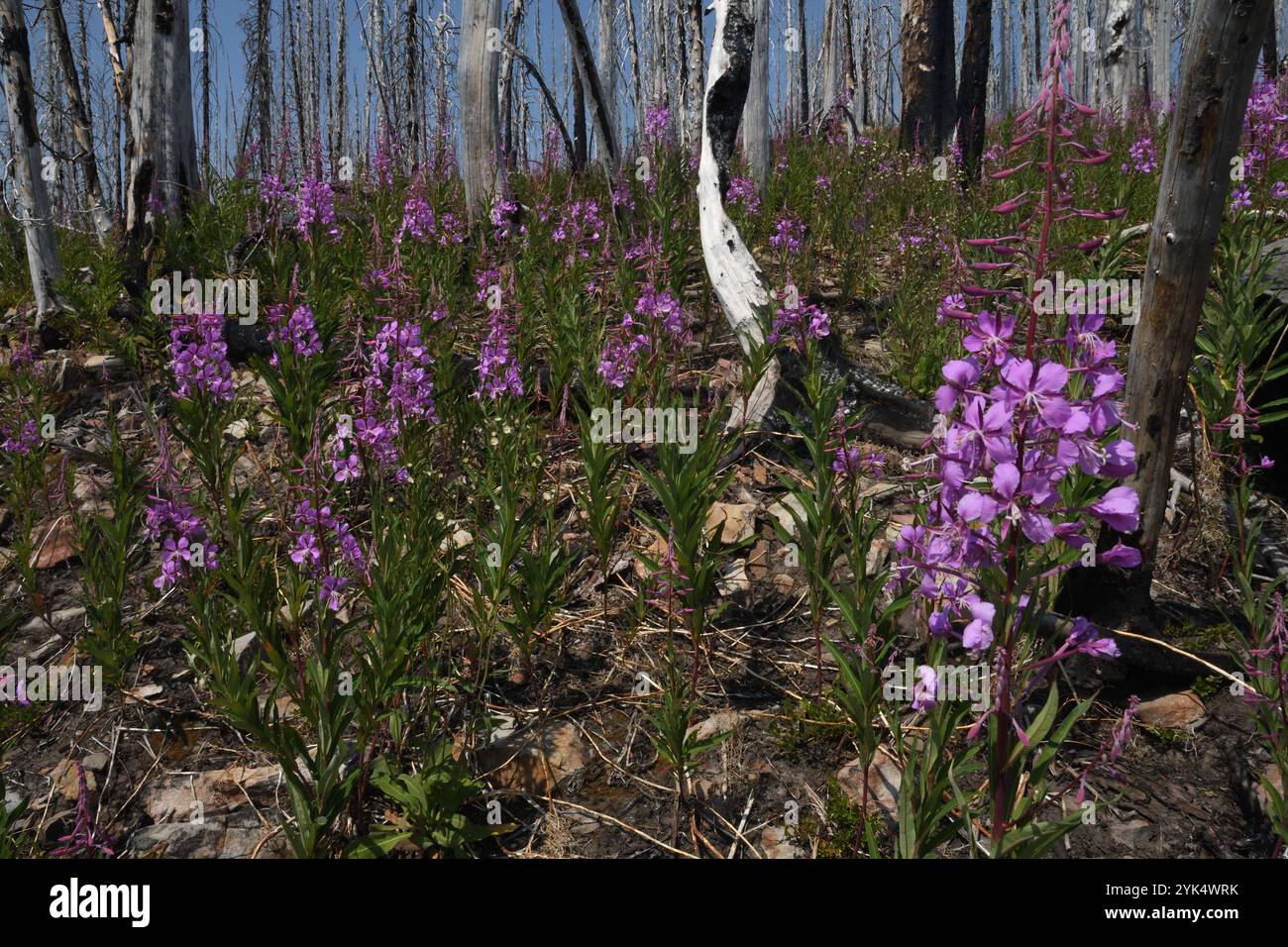 Fireweed (Chamaenerion angustifolium) growing 6 years after the Davis ...
