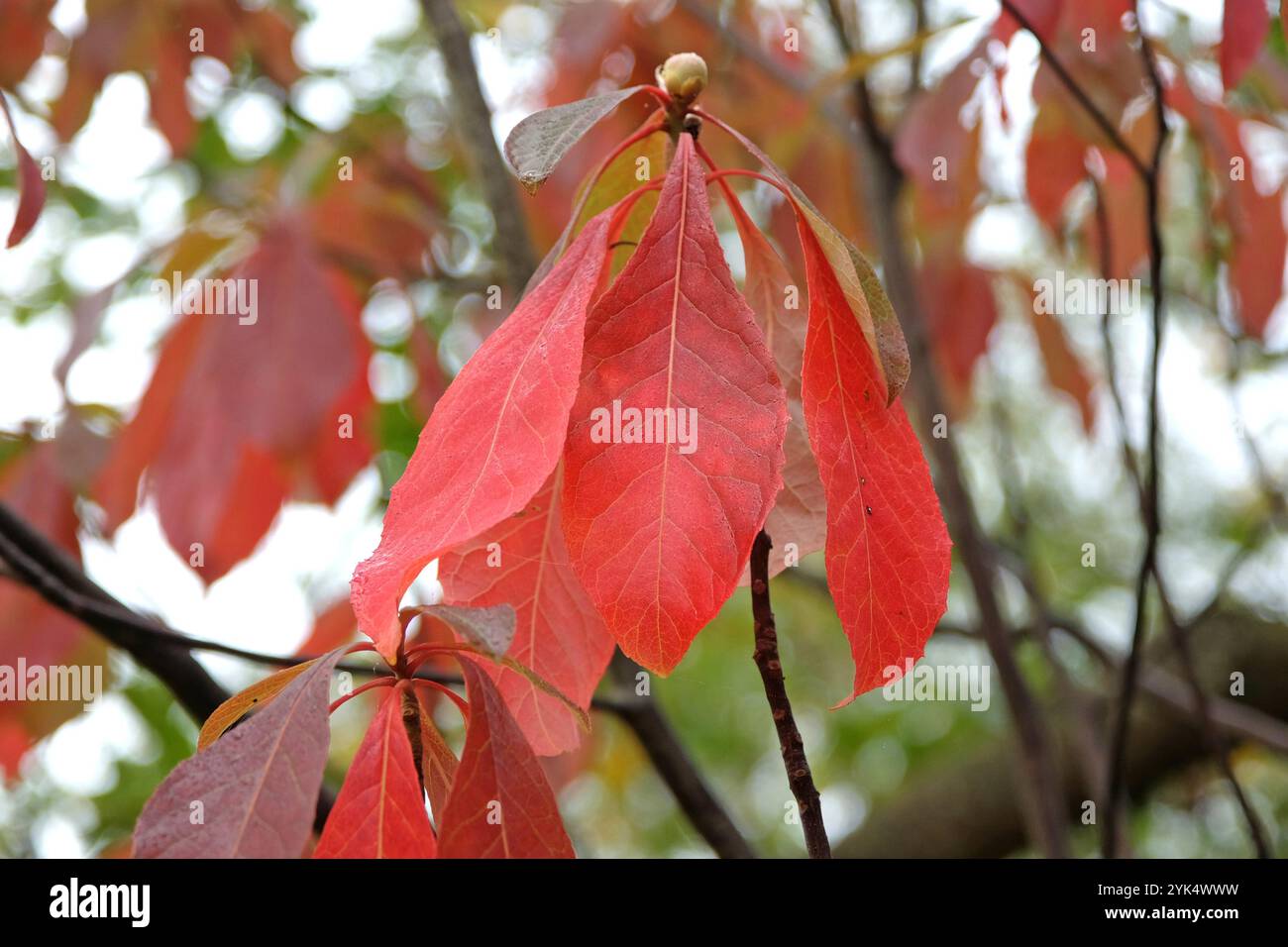 The red autumn leaf foliage Franklinia alatamaha, or the Franklin Tree ...