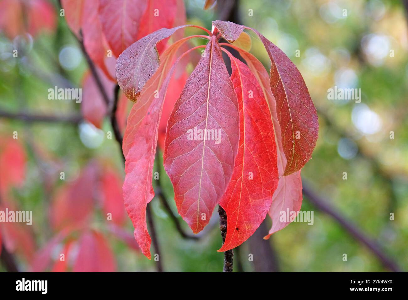 Franklinia alatamaha franklin tree hi-res stock photography and images ...
