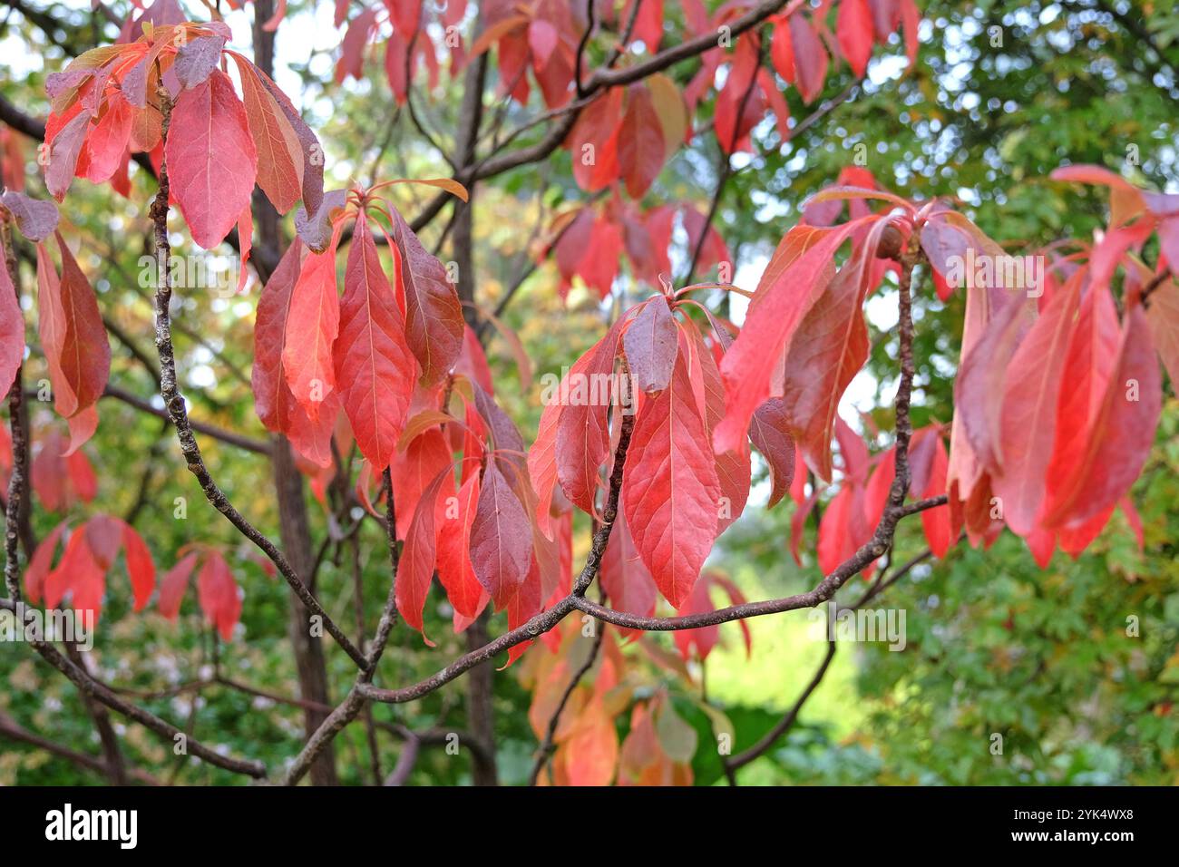 Franklin tree franklinia alatamaha hi-res stock photography and images ...
