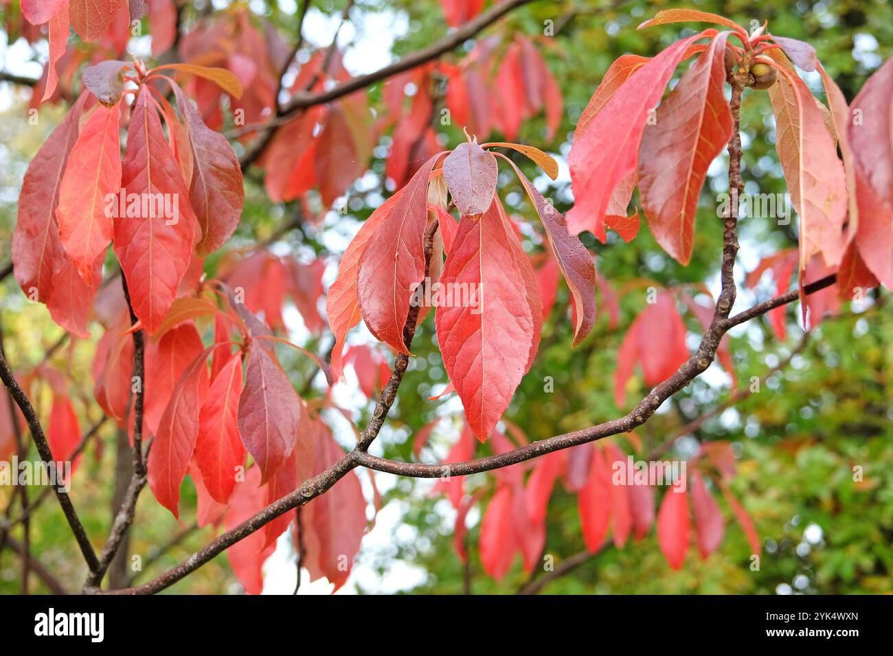 Franklinia alatamaha franklin tree hi-res stock photography and images ...