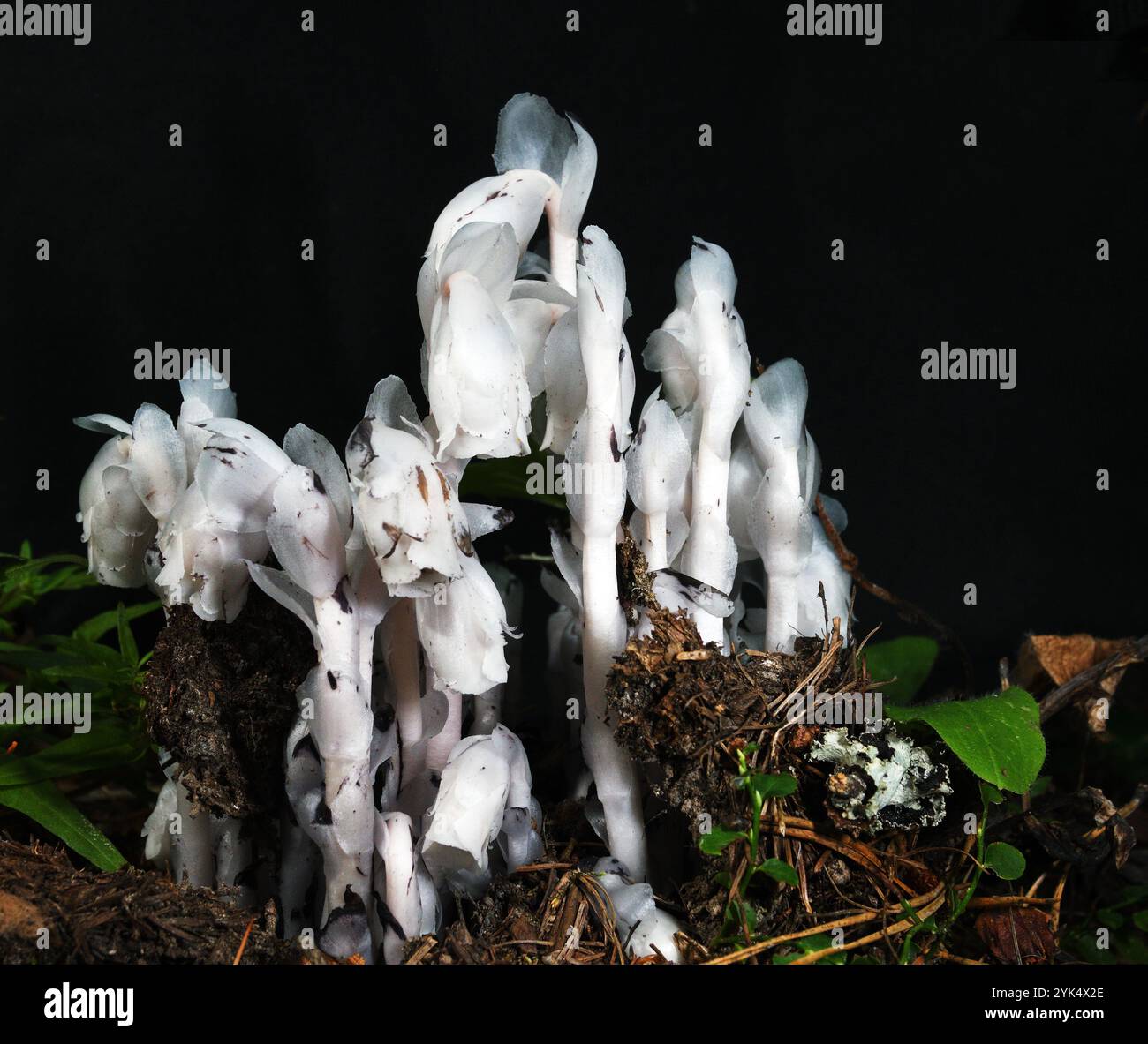 Indian Pipe (Monotropa uniflora) in a conifer forest. Yaak Valley ...