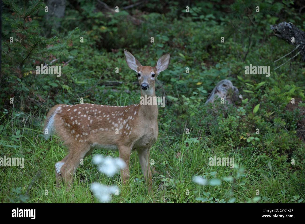 Whitetail fawn (Odocoileus virginianus) at dawn in summer. Yaak Valley, northwest Montana Stock ...