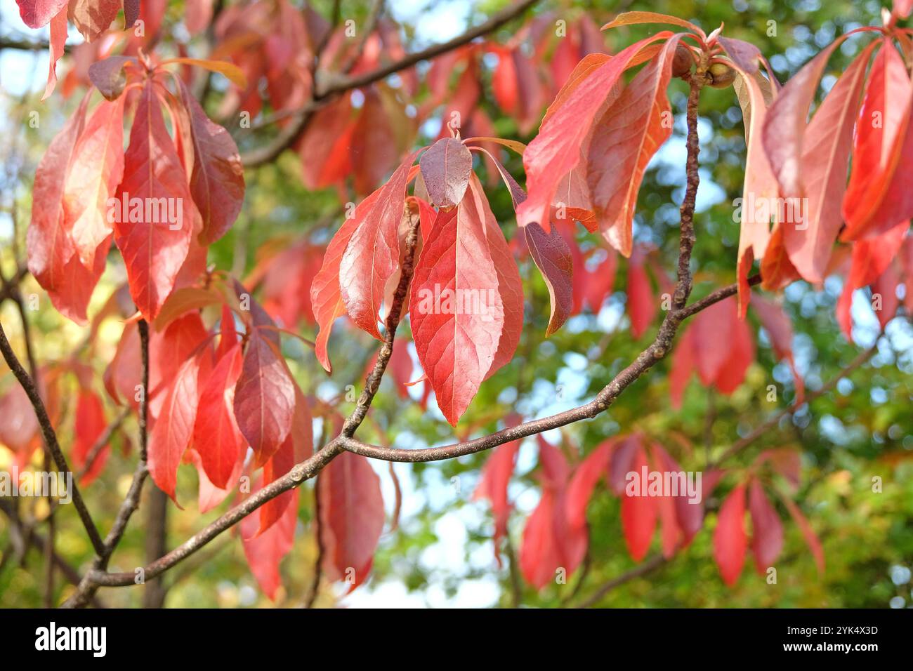 The red autumn leaf foliage Franklinia alatamaha, or the Franklin Tree ...