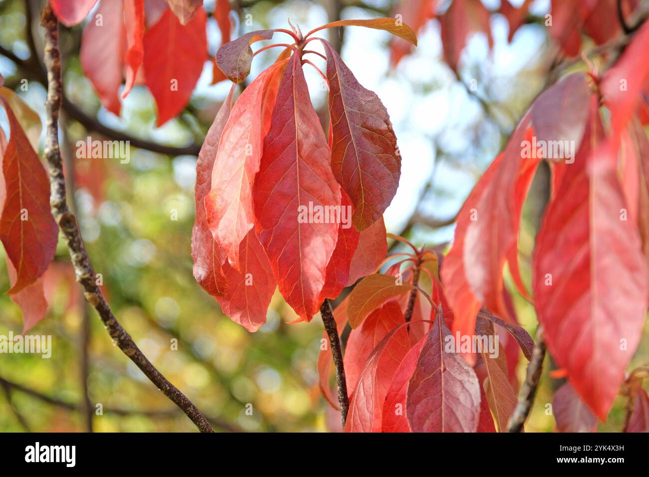 The red autumn leaf foliage Franklinia alatamaha, or the Franklin Tree ...