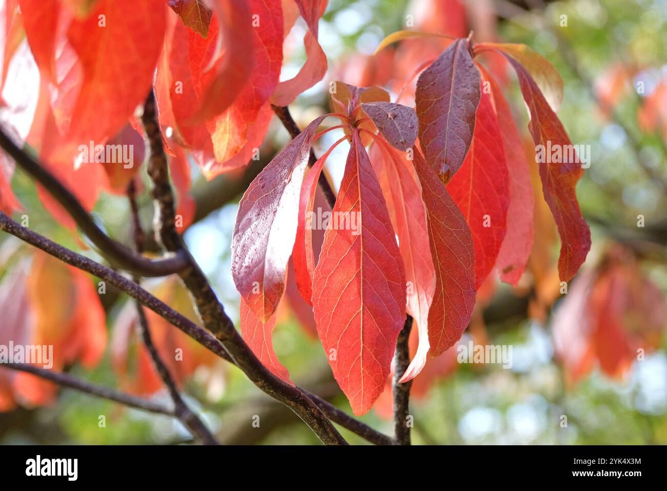 Franklinia alatamaha franklin tree hi-res stock photography and images ...
