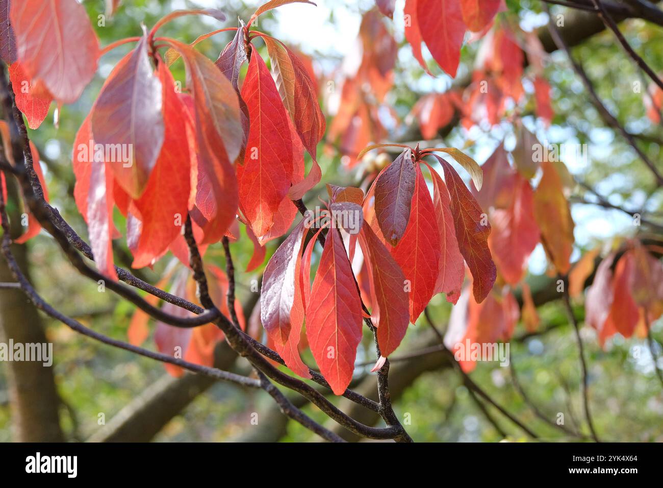 The red autumn leaf foliage Franklinia alatamaha, or the Franklin Tree ...