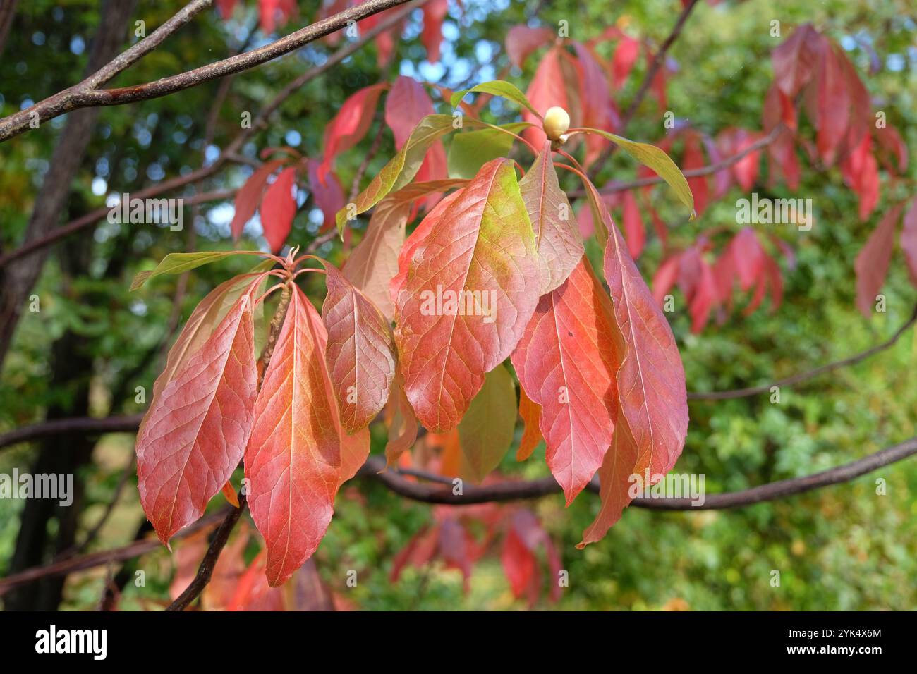 Franklinia alatamaha franklin tree hi-res stock photography and images ...