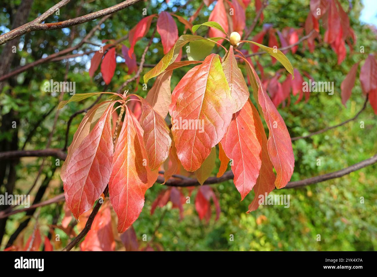 Franklinia alatamaha franklin tree hi-res stock photography and images ...