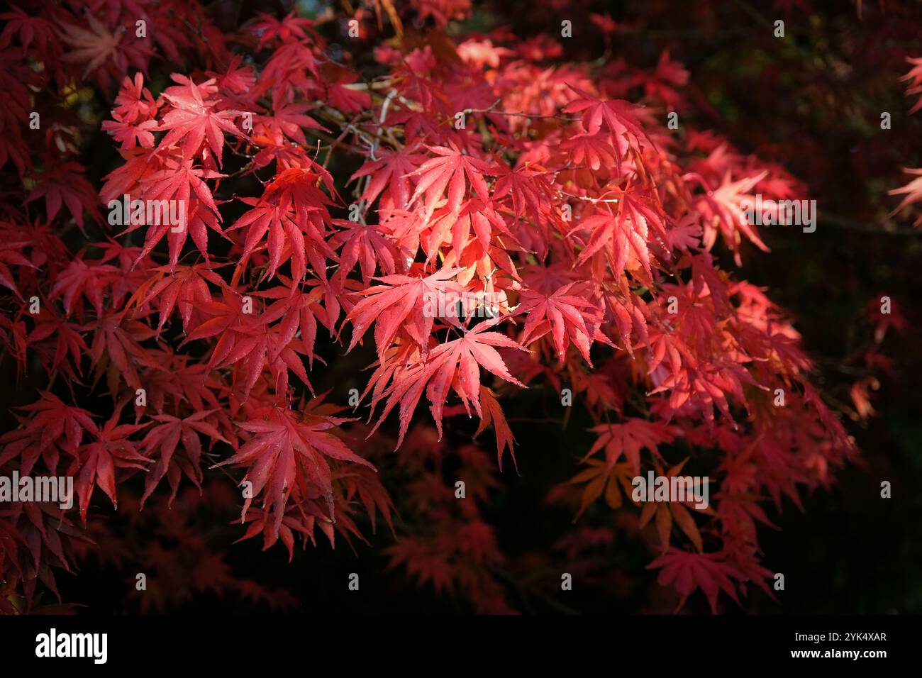 The red autumn foliage Acer palmatum, Japanese maple ‘Shojo shidare ...