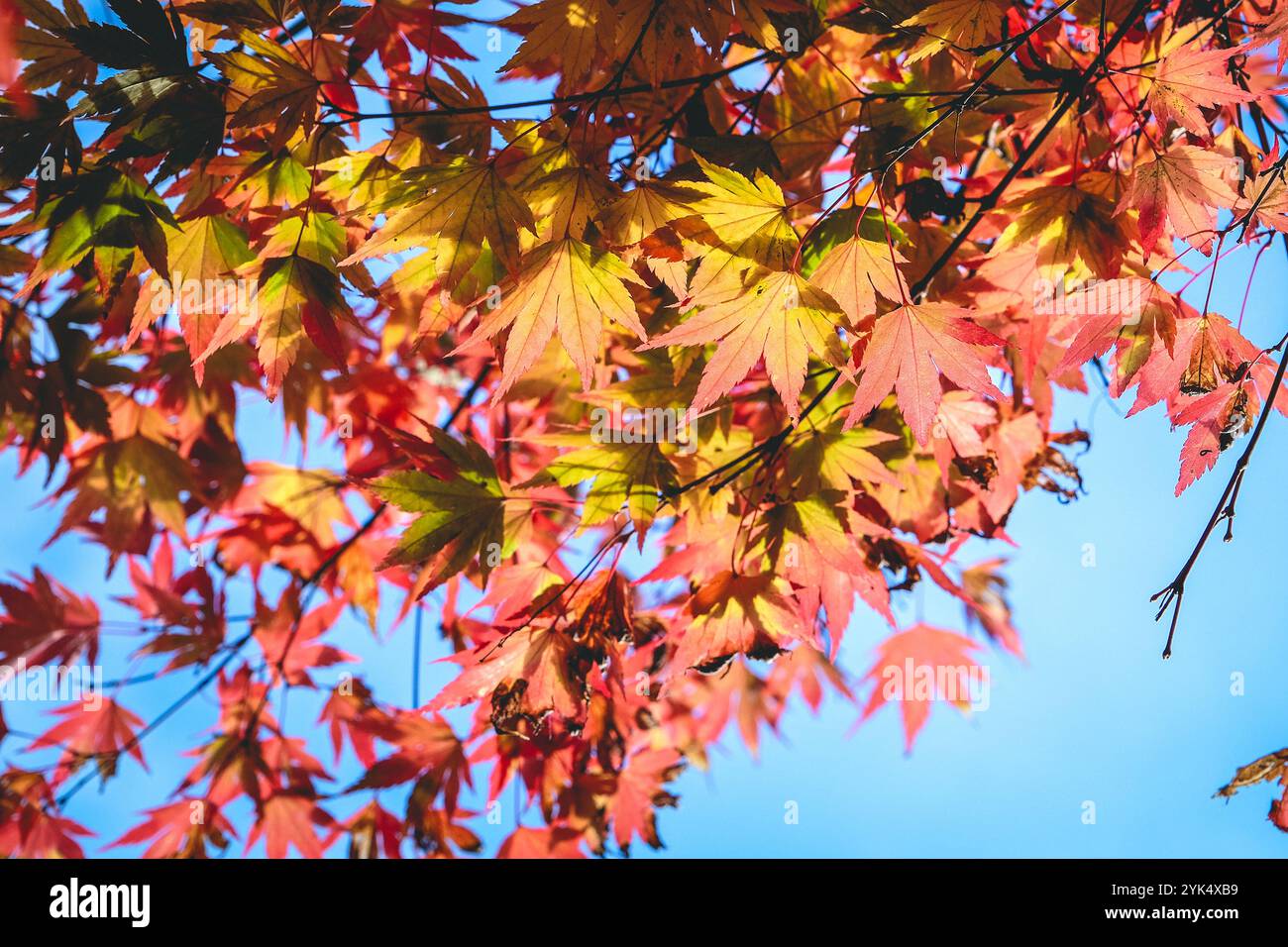 The orange and pink autumn foliage Acer palmatum, Japanese maple ...