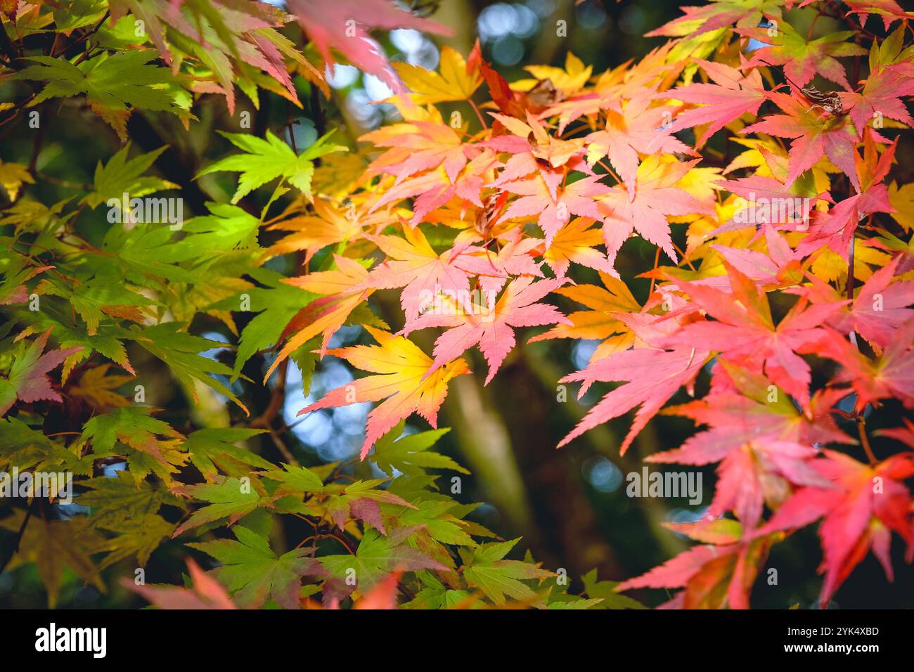 The orange and pink autumn foliage Acer palmatum, Japanese maple ...
