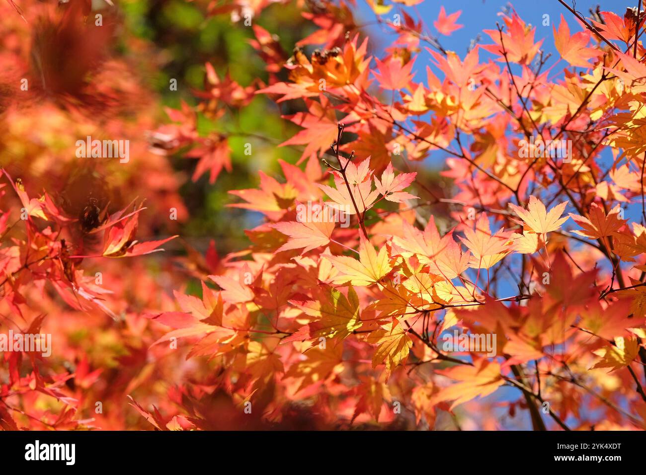 The orange and pink autumn foliage Acer palmatum, Japanese maple ...