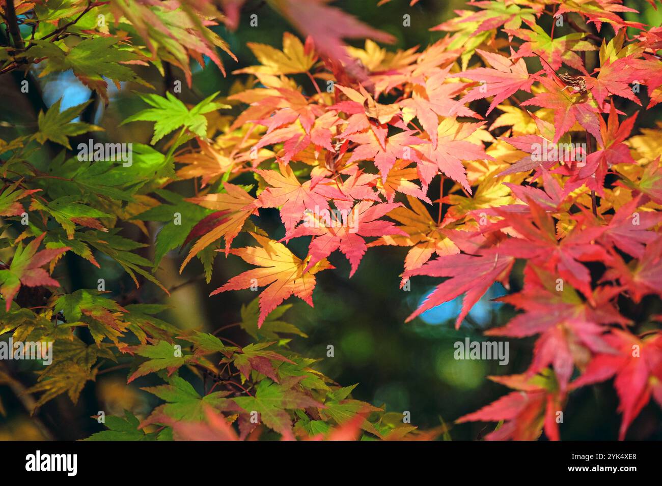 Acer palmatum orange dream autumn hi-res stock photography and images ...
