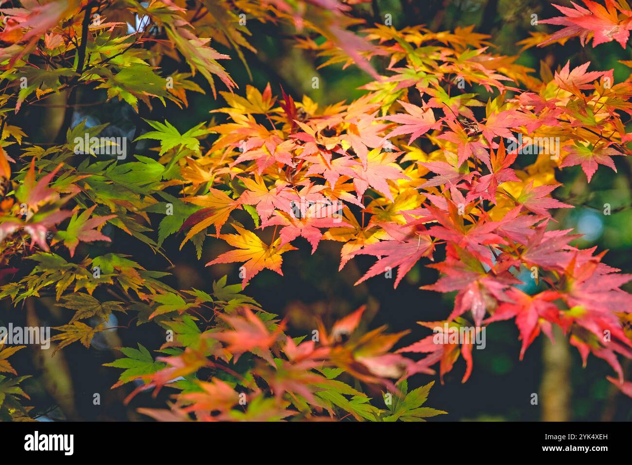 The orange and pink autumn foliage Acer palmatum, Japanese maple ...