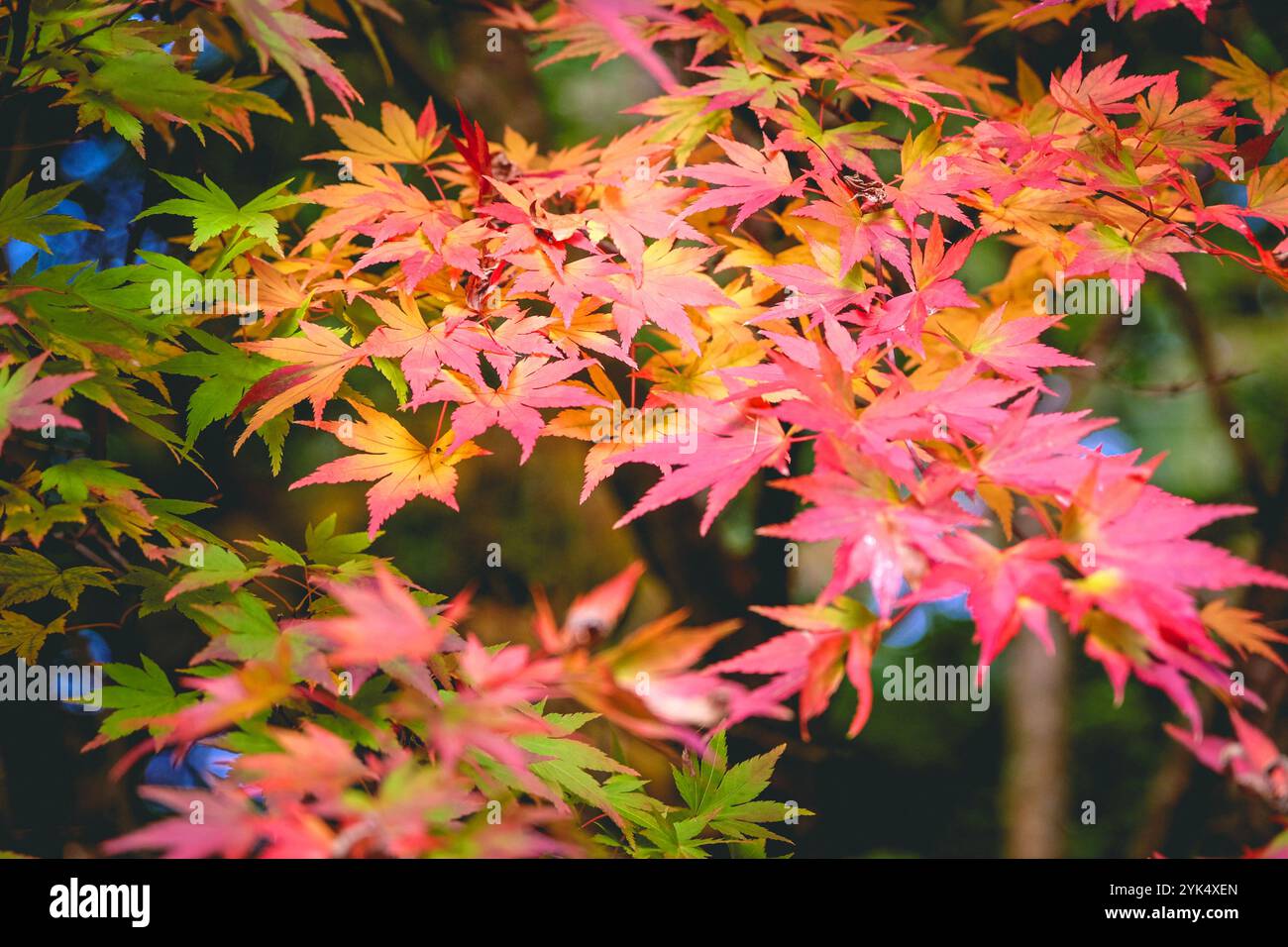 The orange and pink autumn foliage Acer palmatum, Japanese maple ...