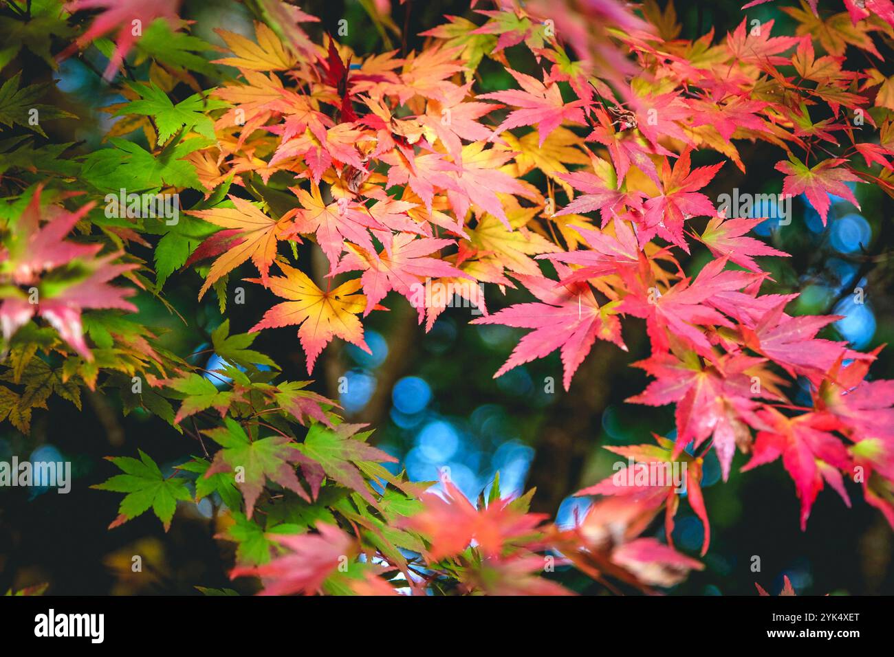 The orange and pink autumn foliage Acer palmatum, Japanese maple ...
