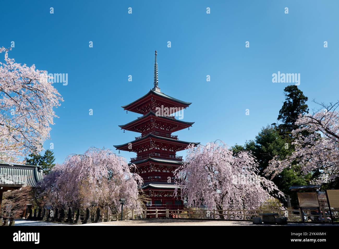 Two-tiered Japanese pagoda with cherry blossoms, vibrant spring scenery ...
