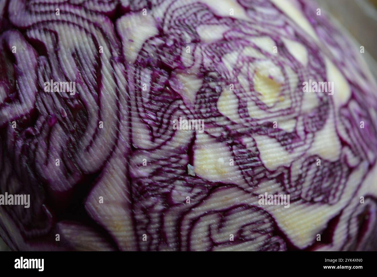 Purple cabbage cut in hi-res stock photography and images - Alamy