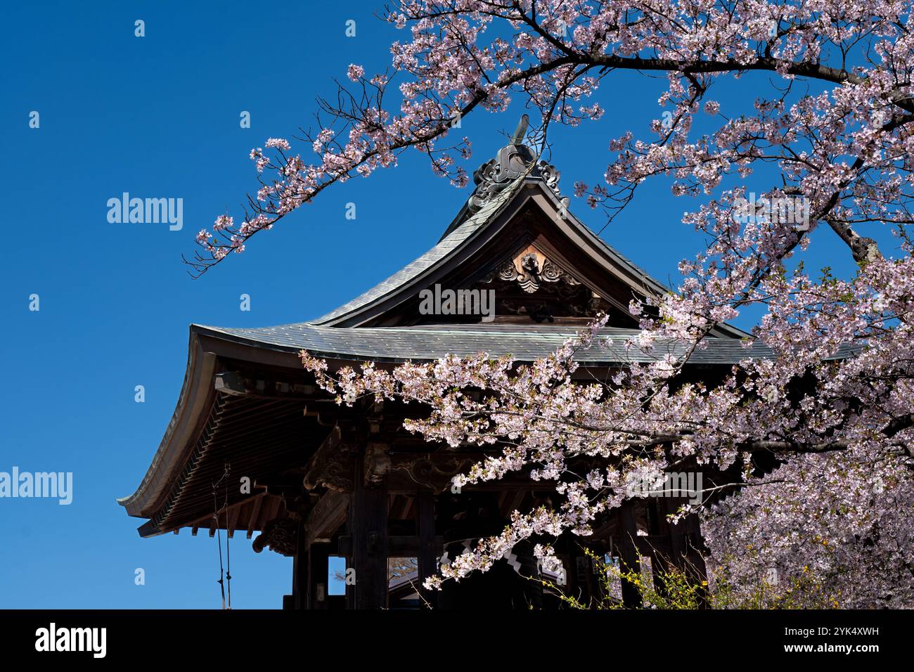 Two-tiered Japanese pagoda with cherry blossoms, vibrant spring scenery ...
