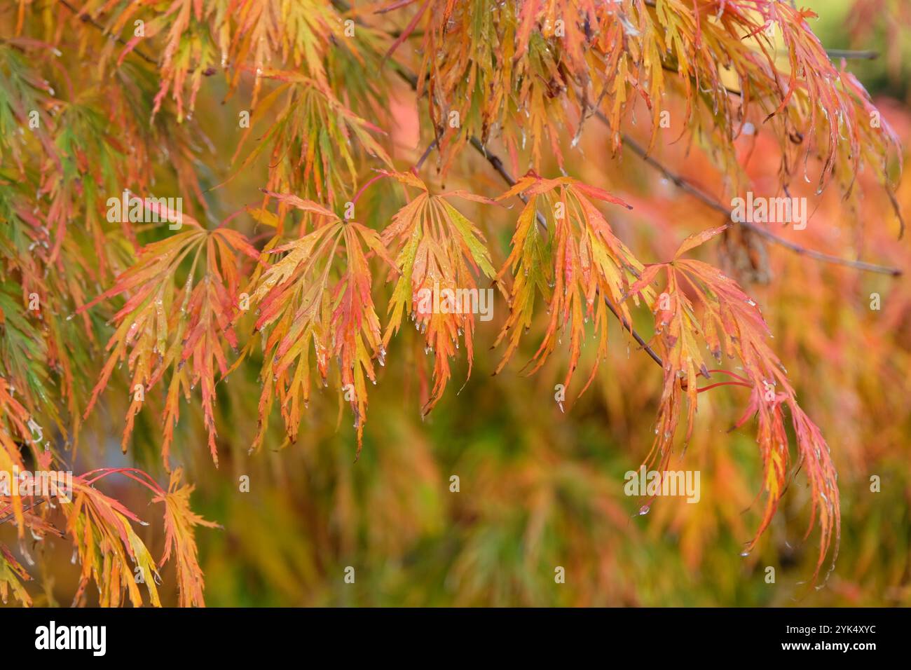 The yellow and orange fall foliage of the Acer palmatum Dissectum Tree ...