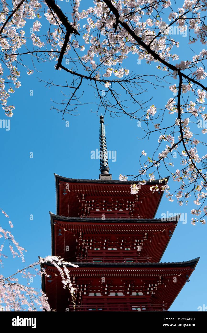 Two-tiered Japanese pagoda with cherry blossoms, vibrant spring scenery ...