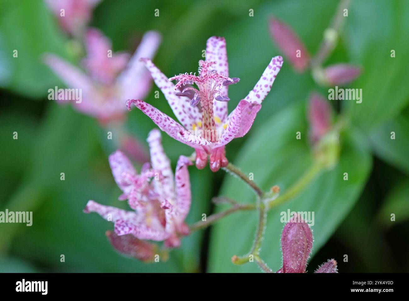 Purple Tricyrtis hirta ‘Taiwan Atrianne’, Japanese Toad Lily, in flower ...