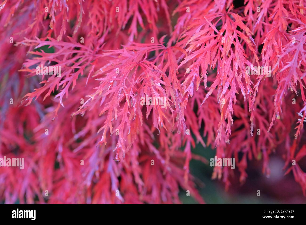 The red fall foliage of the Acer palmatum Dissectum Tree, or Weeping ...