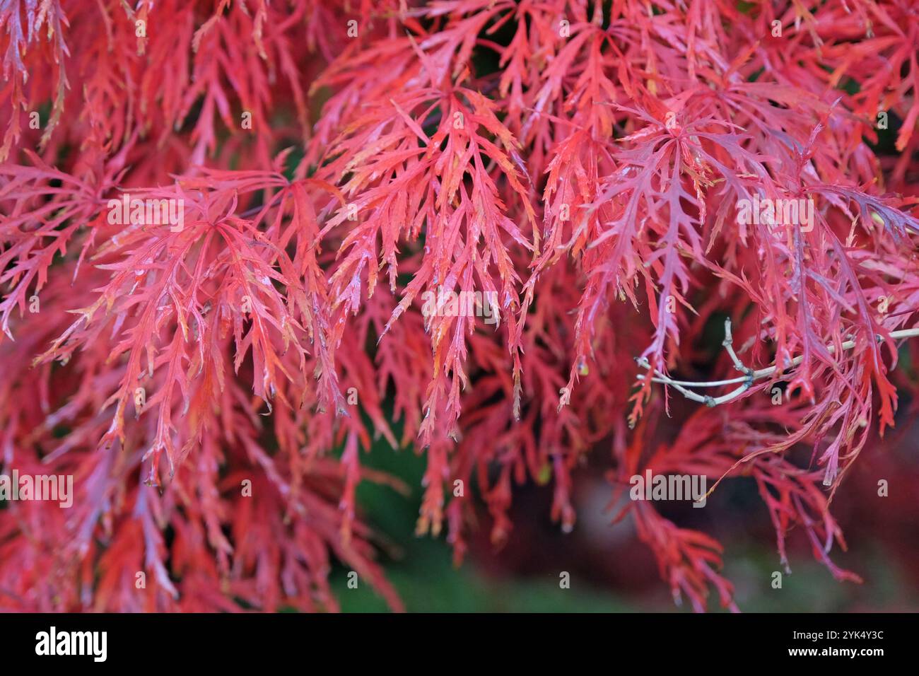 The red fall foliage of the Acer palmatum Dissectum Tree, or Weeping ...
