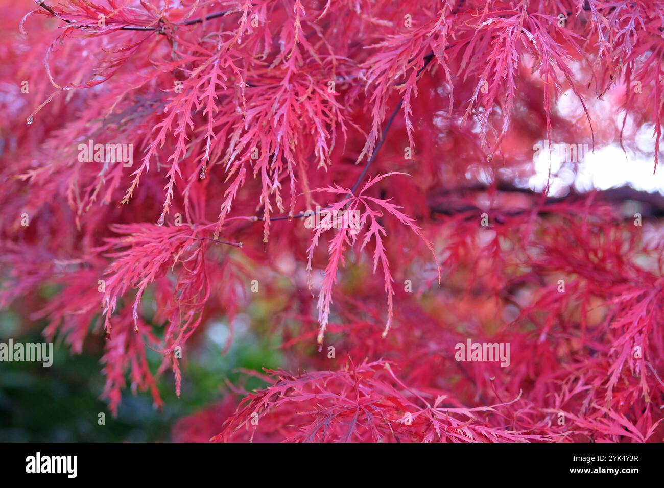 The red fall foliage of the Acer palmatum Dissectum Tree, or Weeping ...
