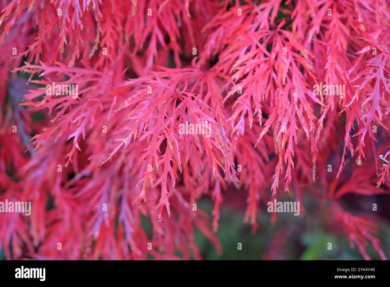The red fall foliage of the Acer palmatum Dissectum Tree, or Weeping ...