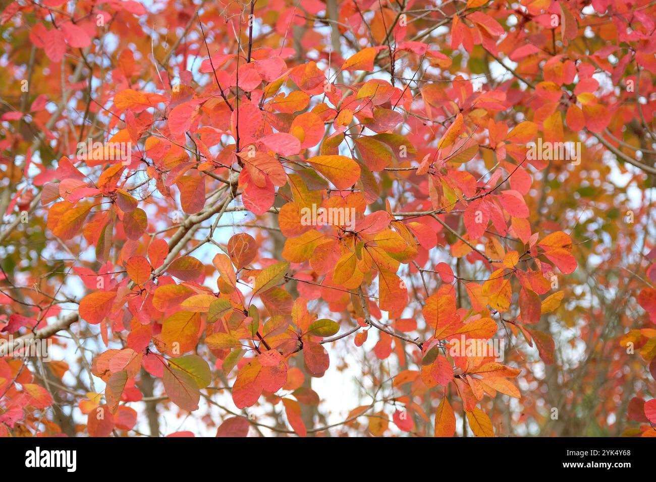 The orange autumn leaf foliage of Cotinus 'Flame’, Smoke tree Stock ...