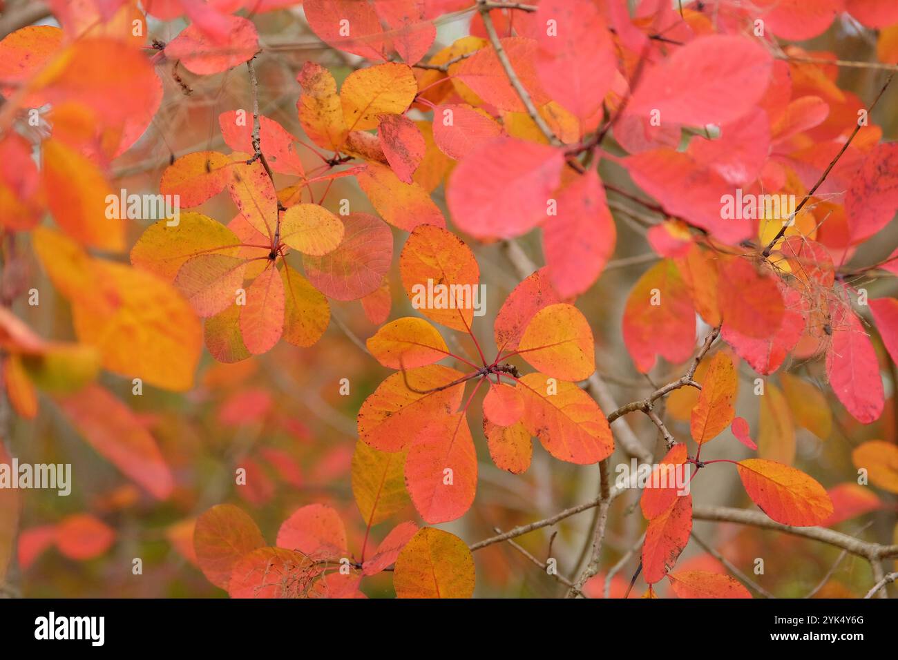 The orange autumn leaf foliage of Cotinus 'Flame’, Smoke tree Stock ...