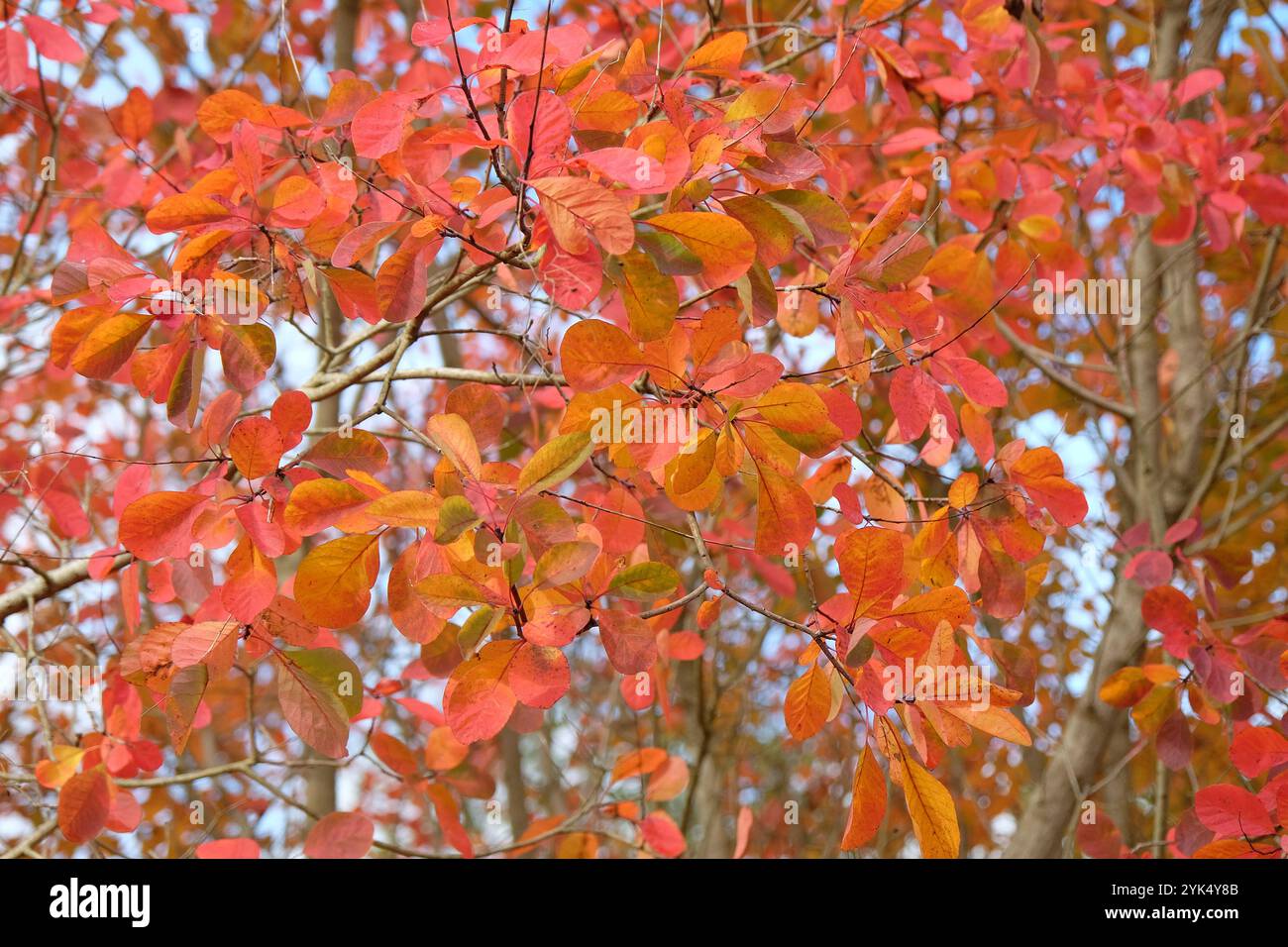 The orange autumn leaf foliage of Cotinus 'Flame’, Smoke tree Stock ...