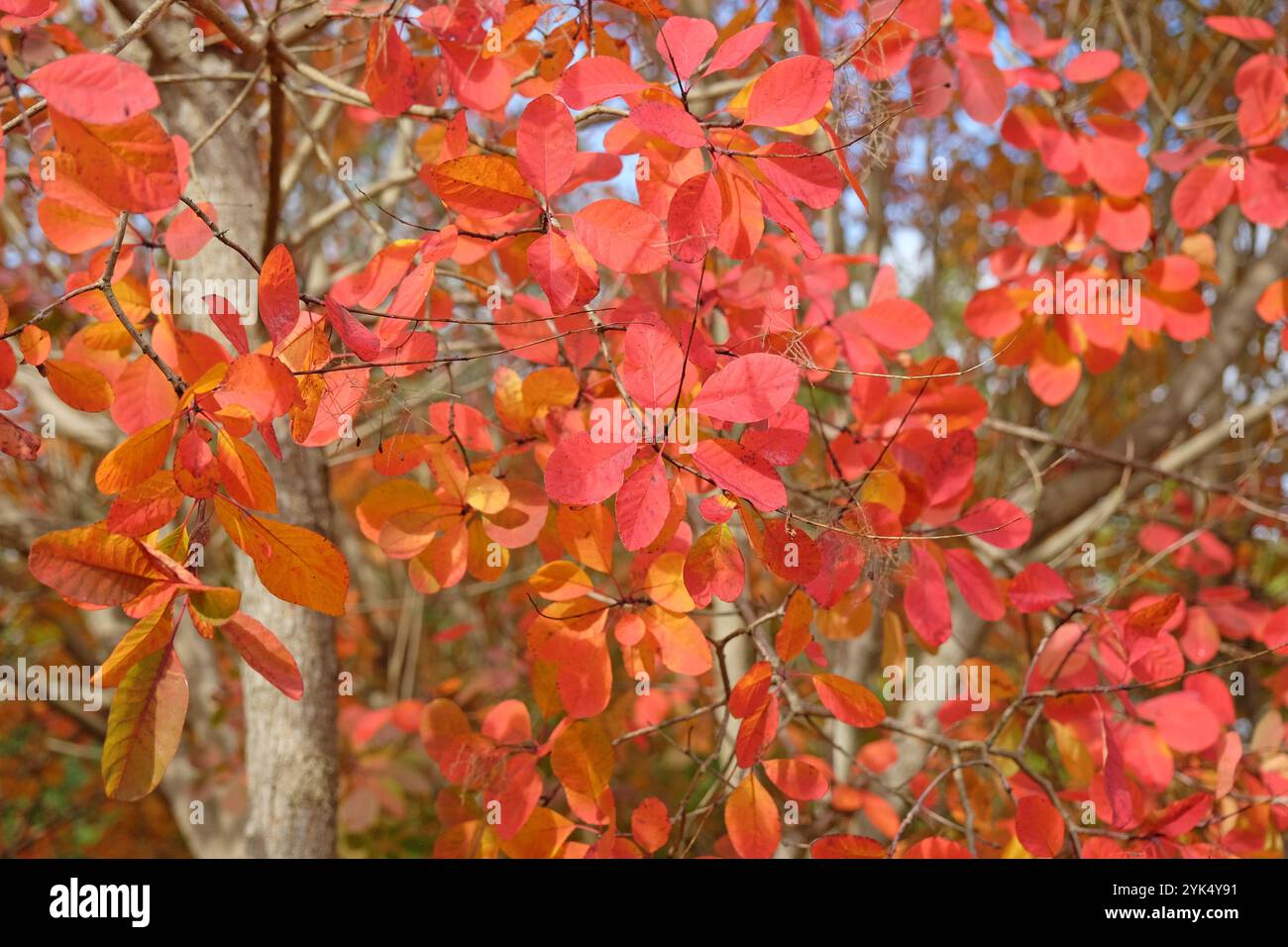 The orange autumn leaf foliage of Cotinus 'Flame’, Smoke tree Stock ...