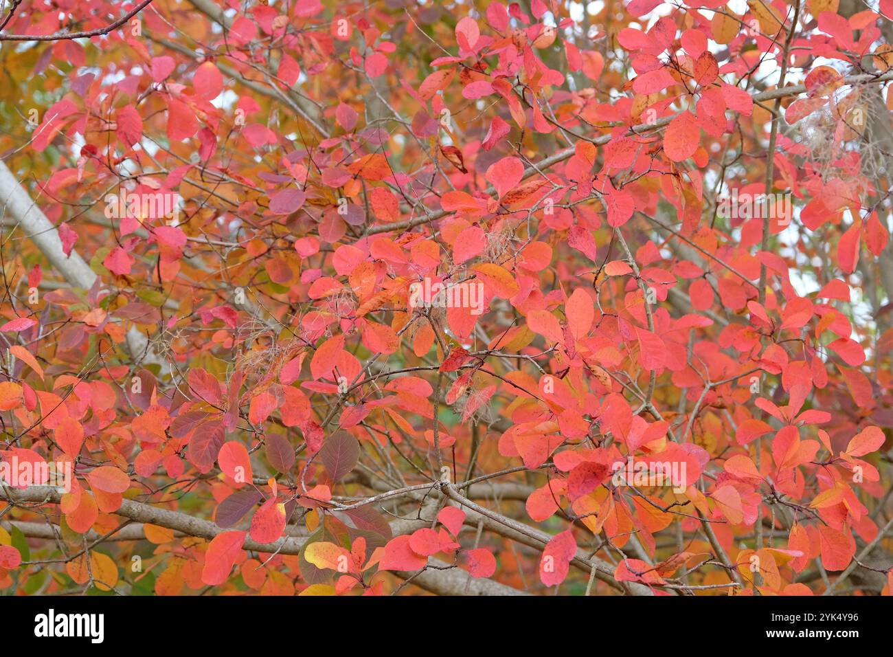 The orange autumn leaf foliage of Cotinus 'Flame’, Smoke tree Stock ...