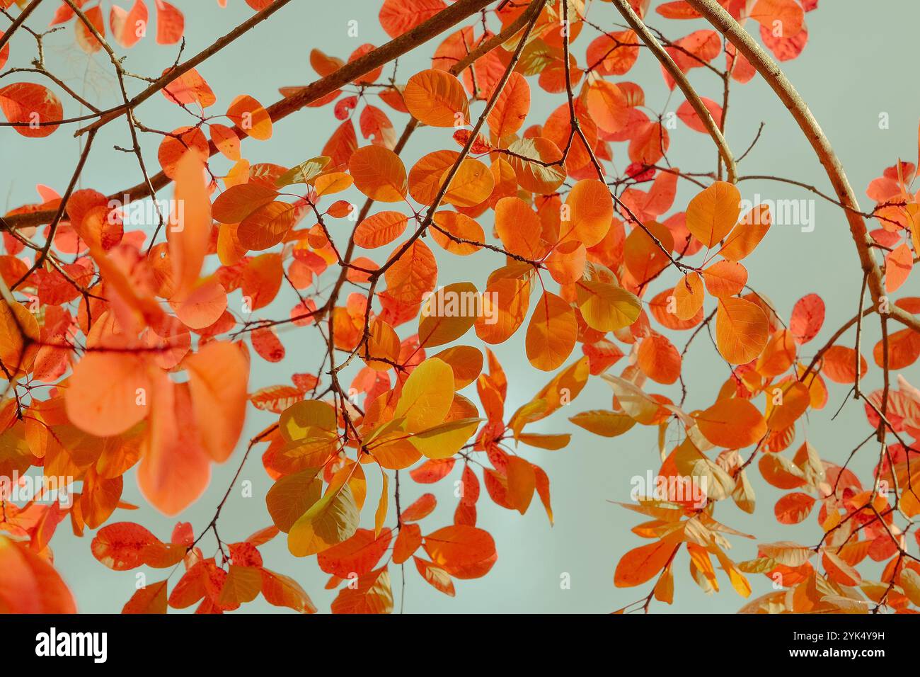 The orange autumn leaf foliage of Cotinus 'Flame’, Smoke tree Stock ...