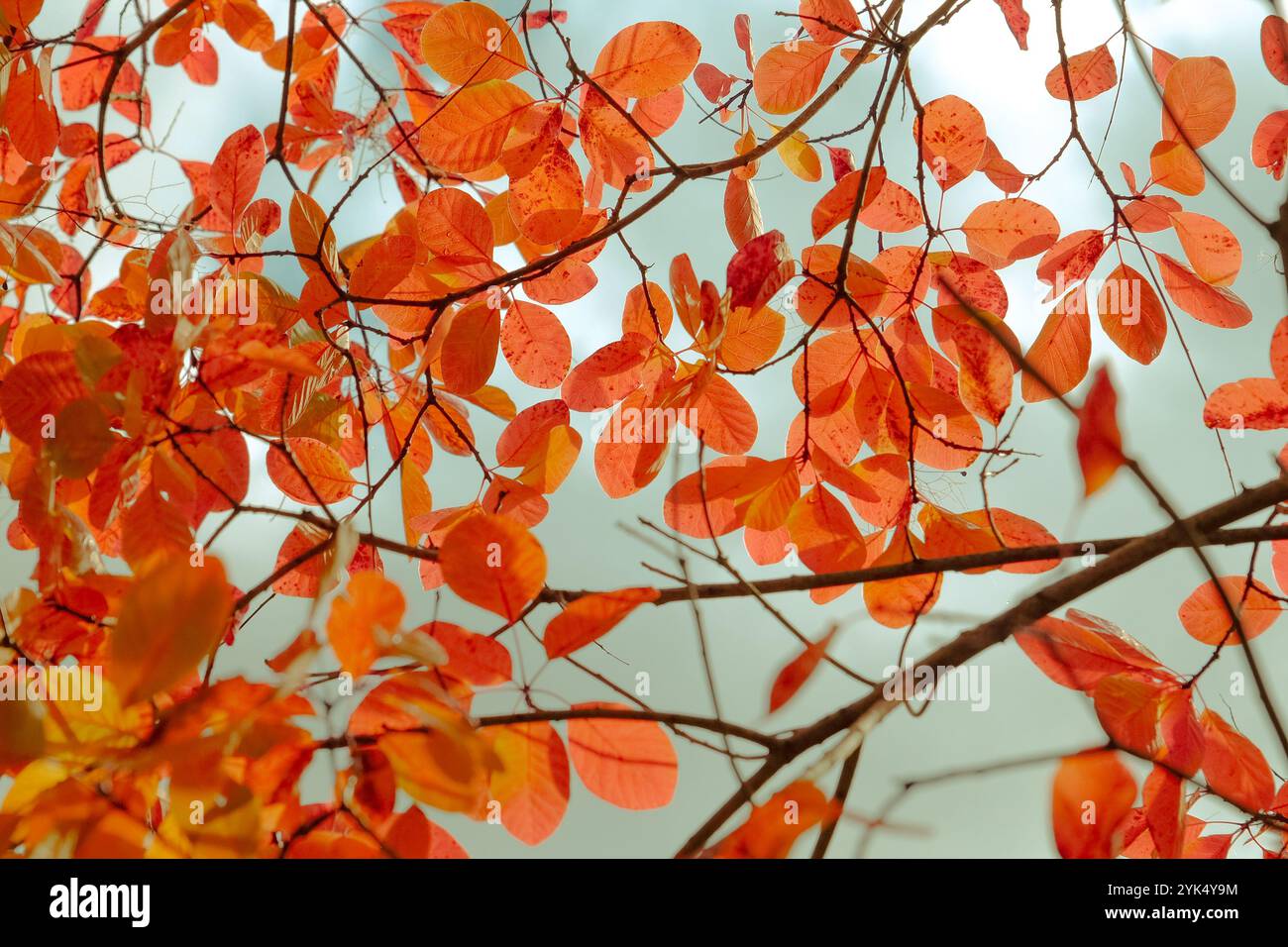 The orange autumn leaf foliage of Cotinus 'Flame’, Smoke tree Stock ...