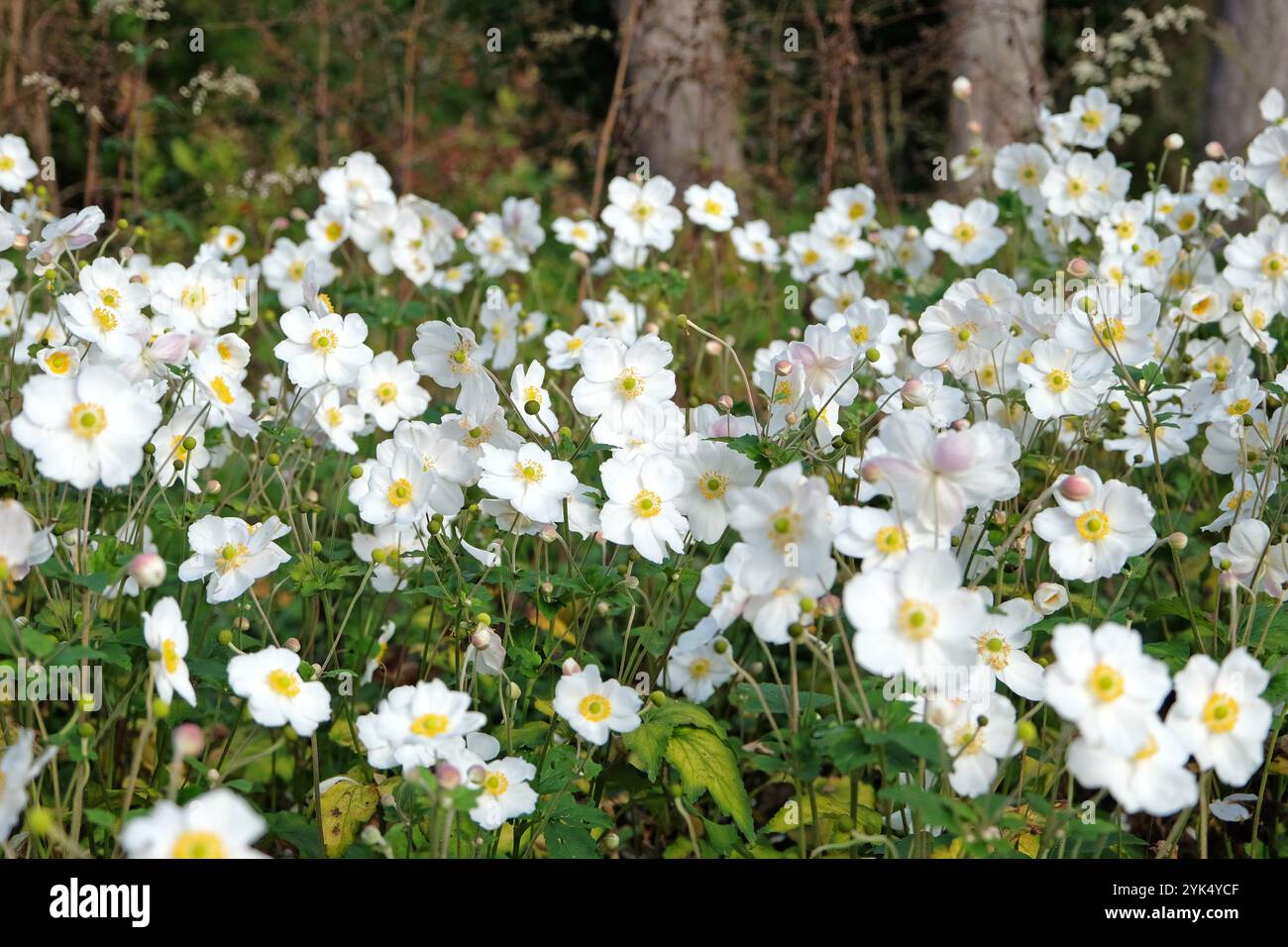 White Japanese Anemone, Anemone x hybrida ‘Honorine Jobert’ in flower ...