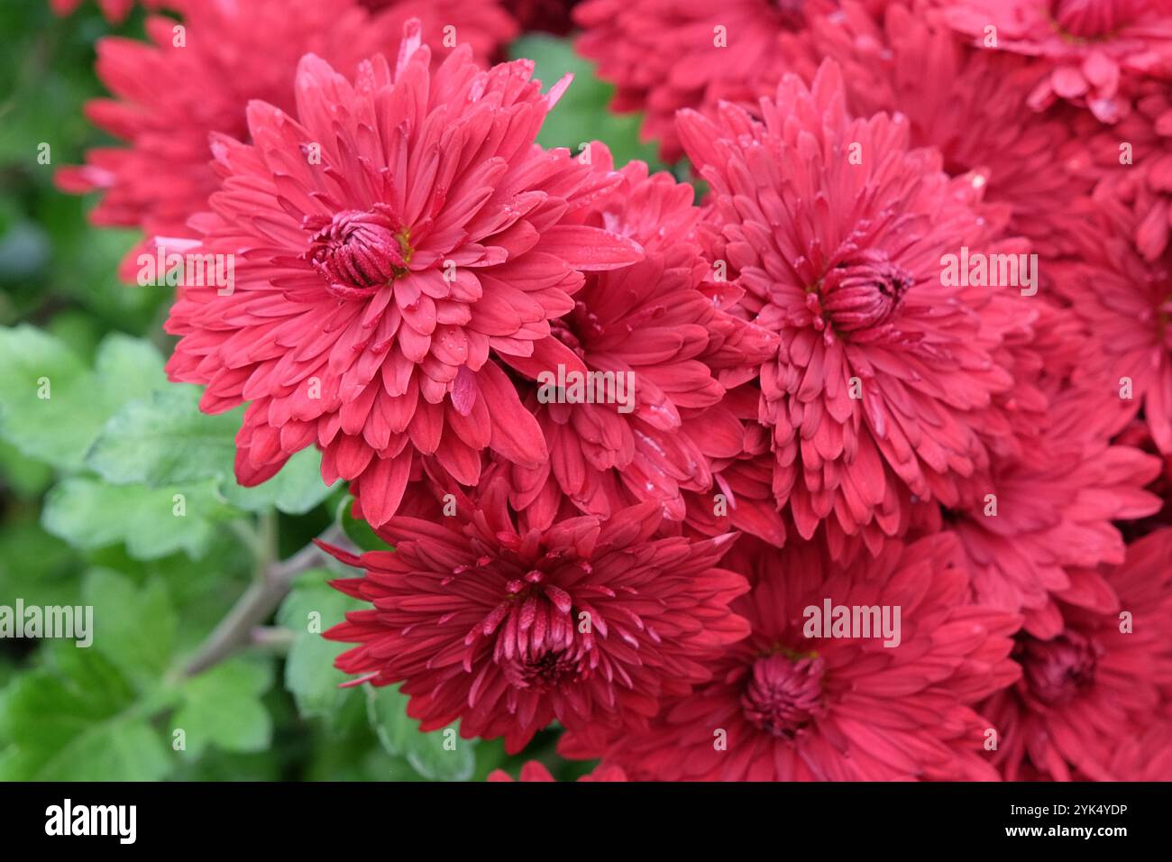 Bright red chrysanthemum ‘Ruby Mound’ , also known as mums or ...
