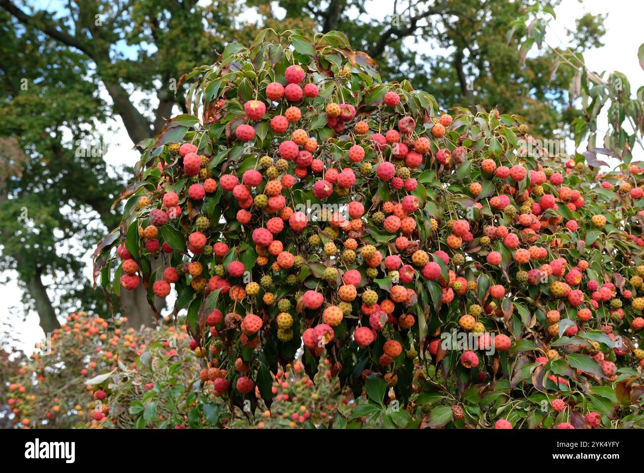 Cornus ‘John Slocock’, the red strawberry like fruits of the dogwood ...