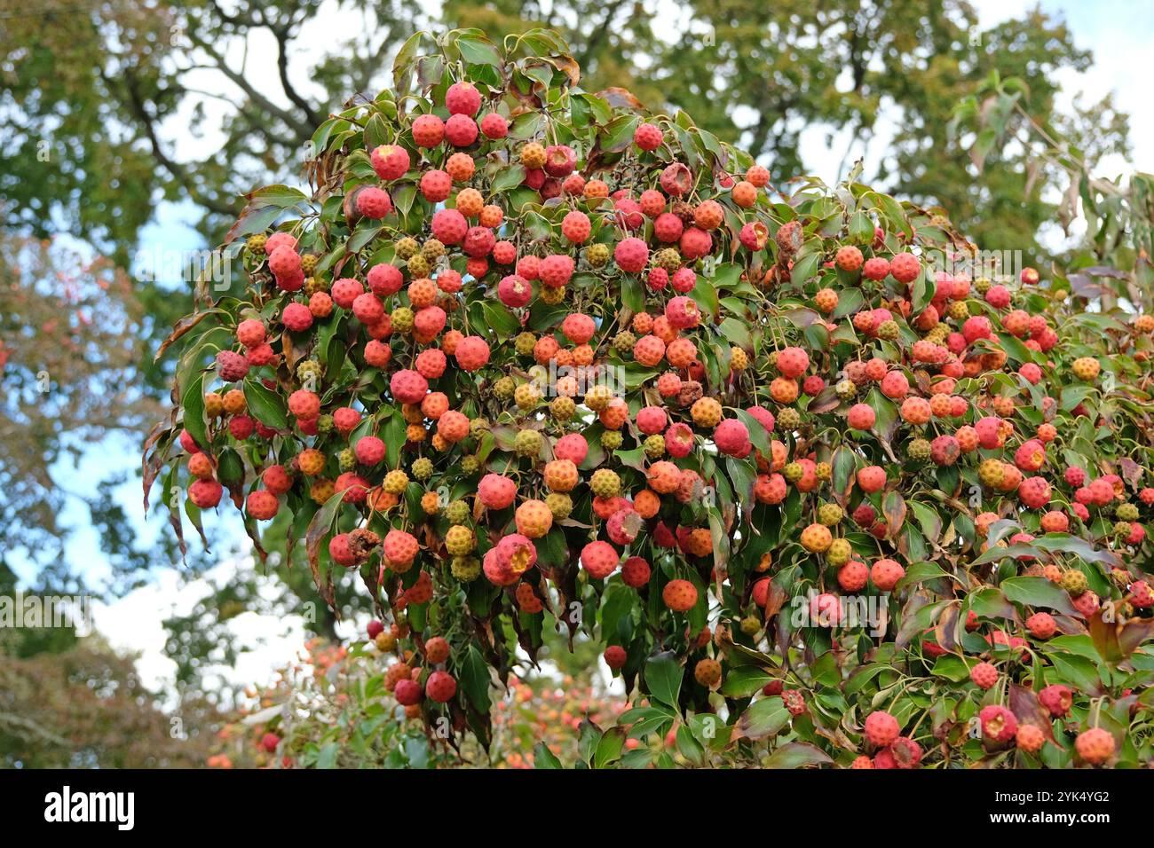 Cornus ‘John Slocock’, the red strawberry like fruits of the dogwood ...