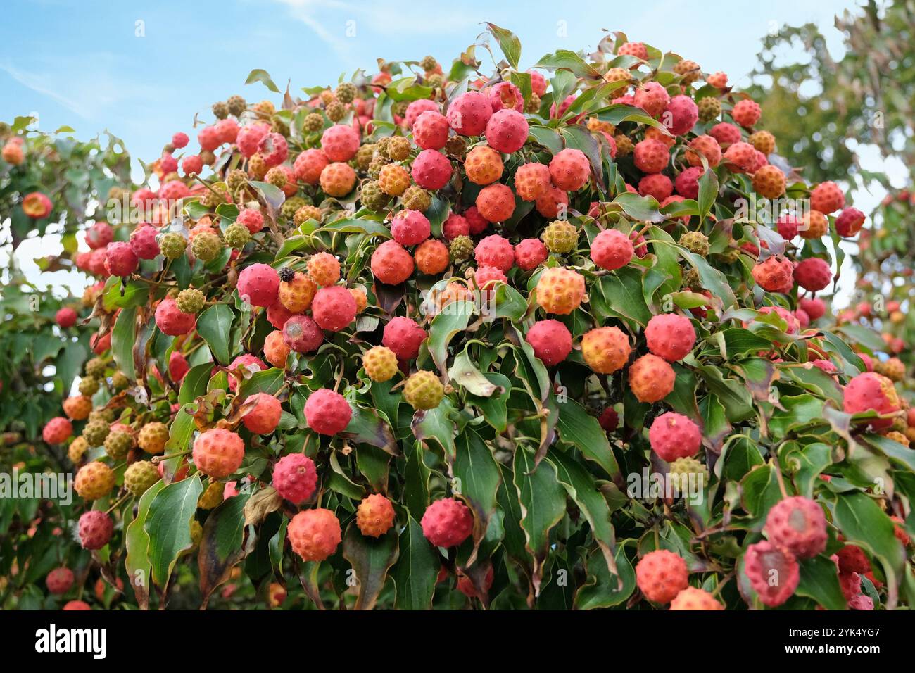 Cornus ‘John Slocock’, the red strawberry like fruits of the dogwood ...