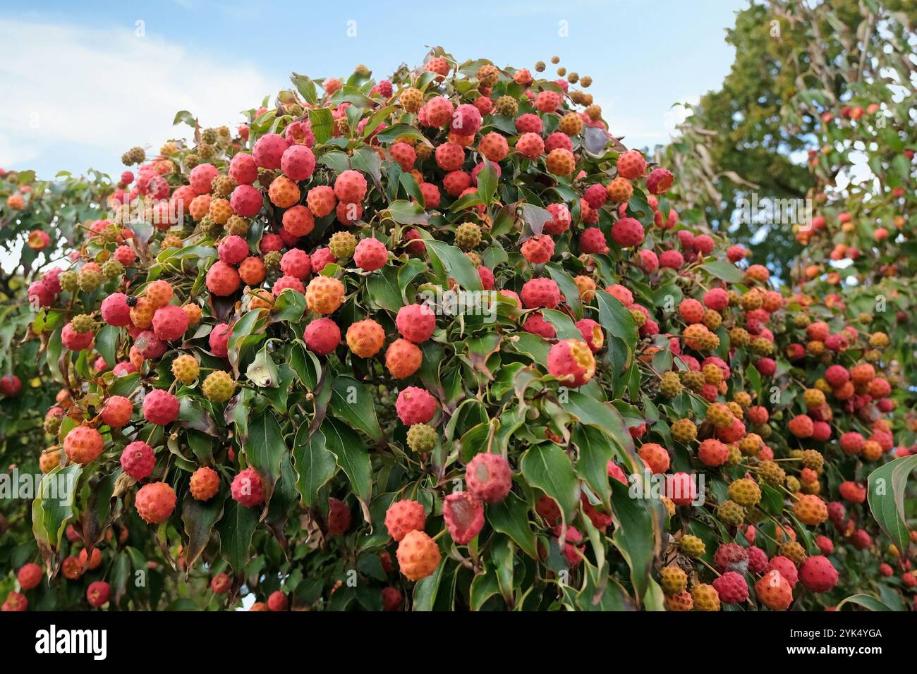 Cornus ‘John Slocock’, the red strawberry like fruits of the dogwood ...