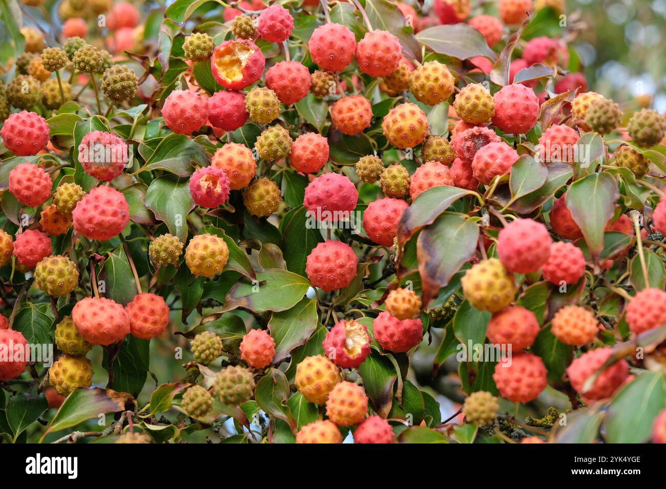 Cornus ‘John Slocock’, the red strawberry like fruits of the dogwood ...