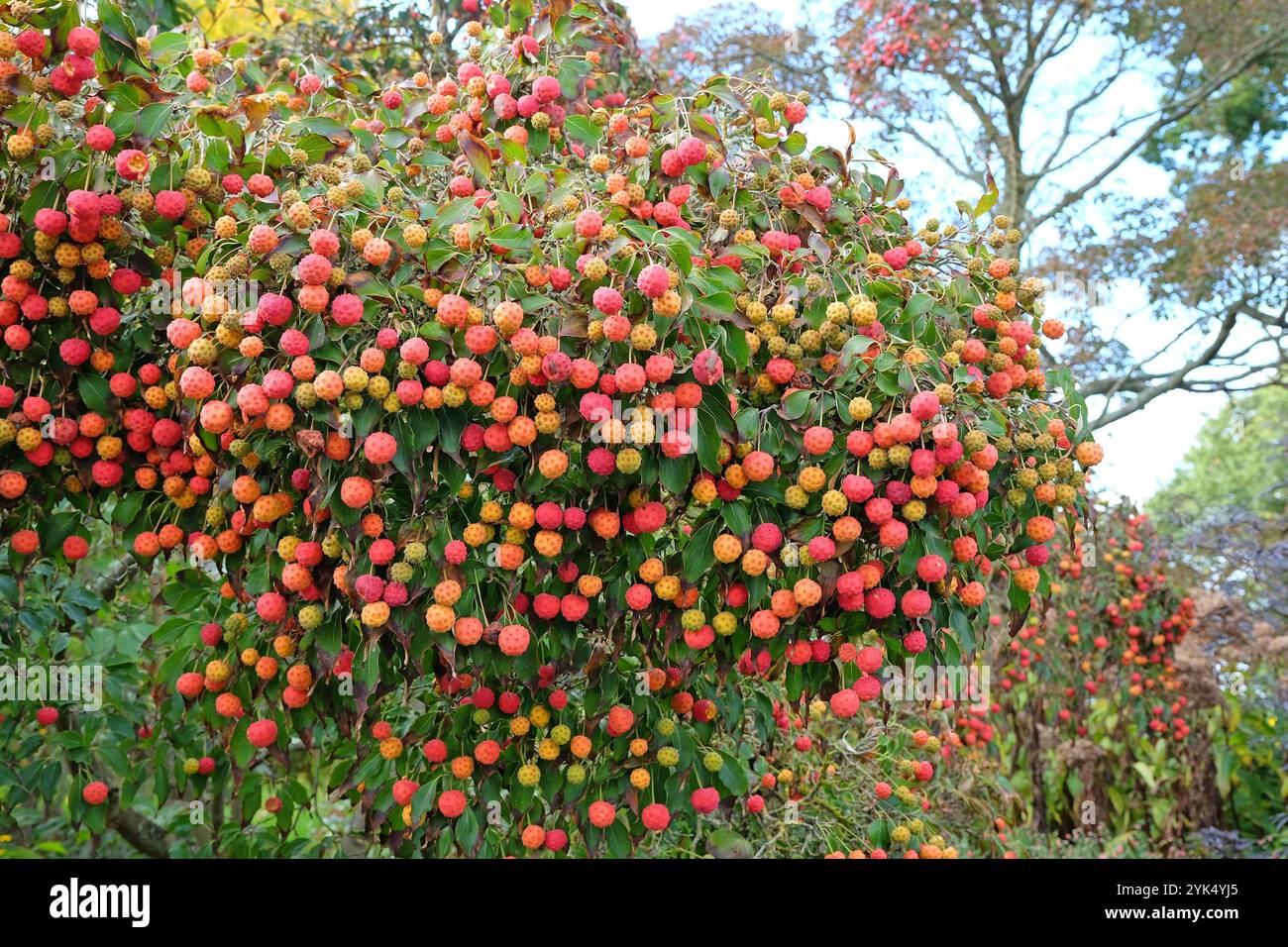 Cornus ‘John Slocock’, the red strawberry like fruits of the dogwood ...