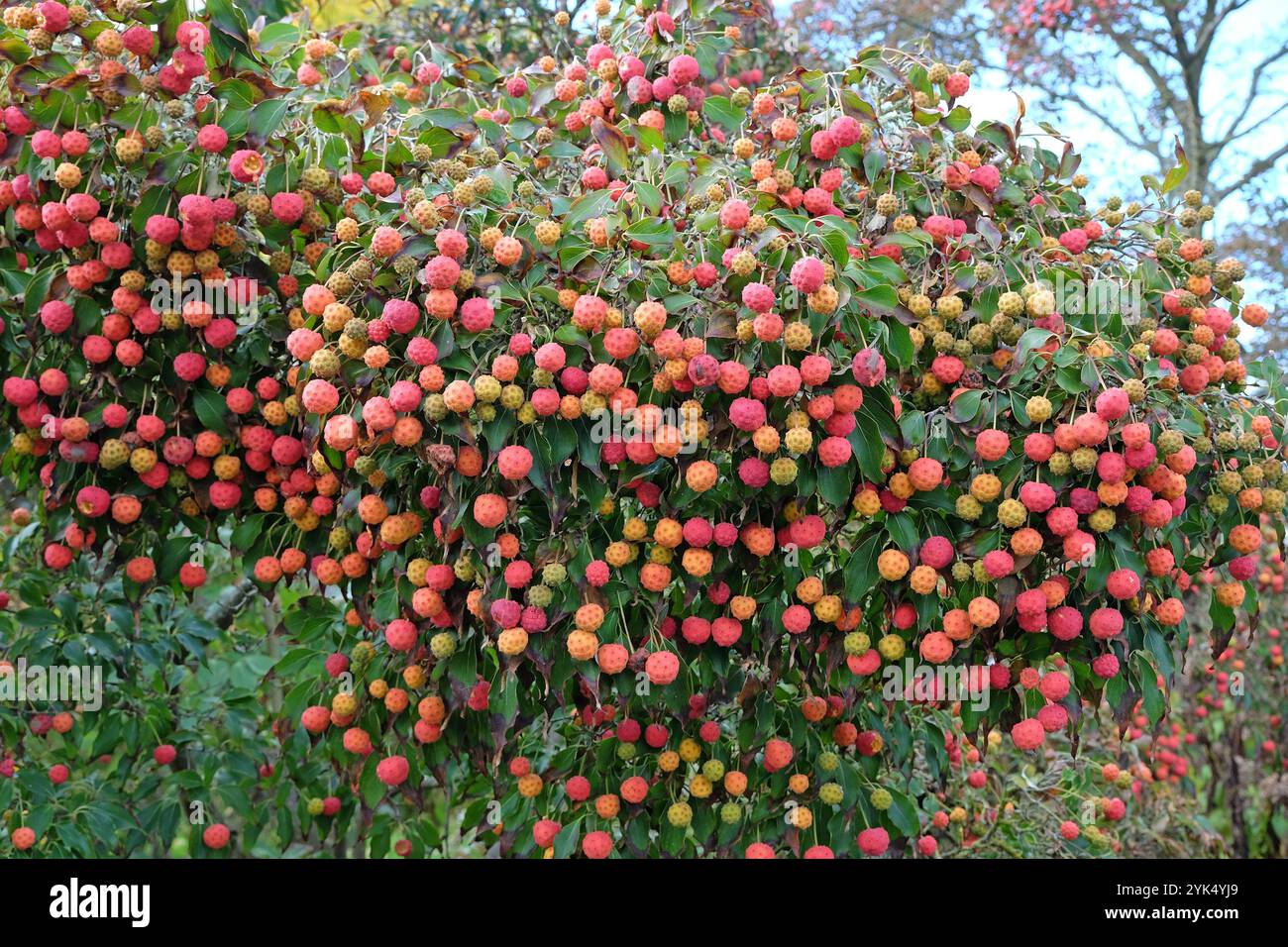 Cornus ‘John Slocock’, the red strawberry like fruits of the dogwood ...