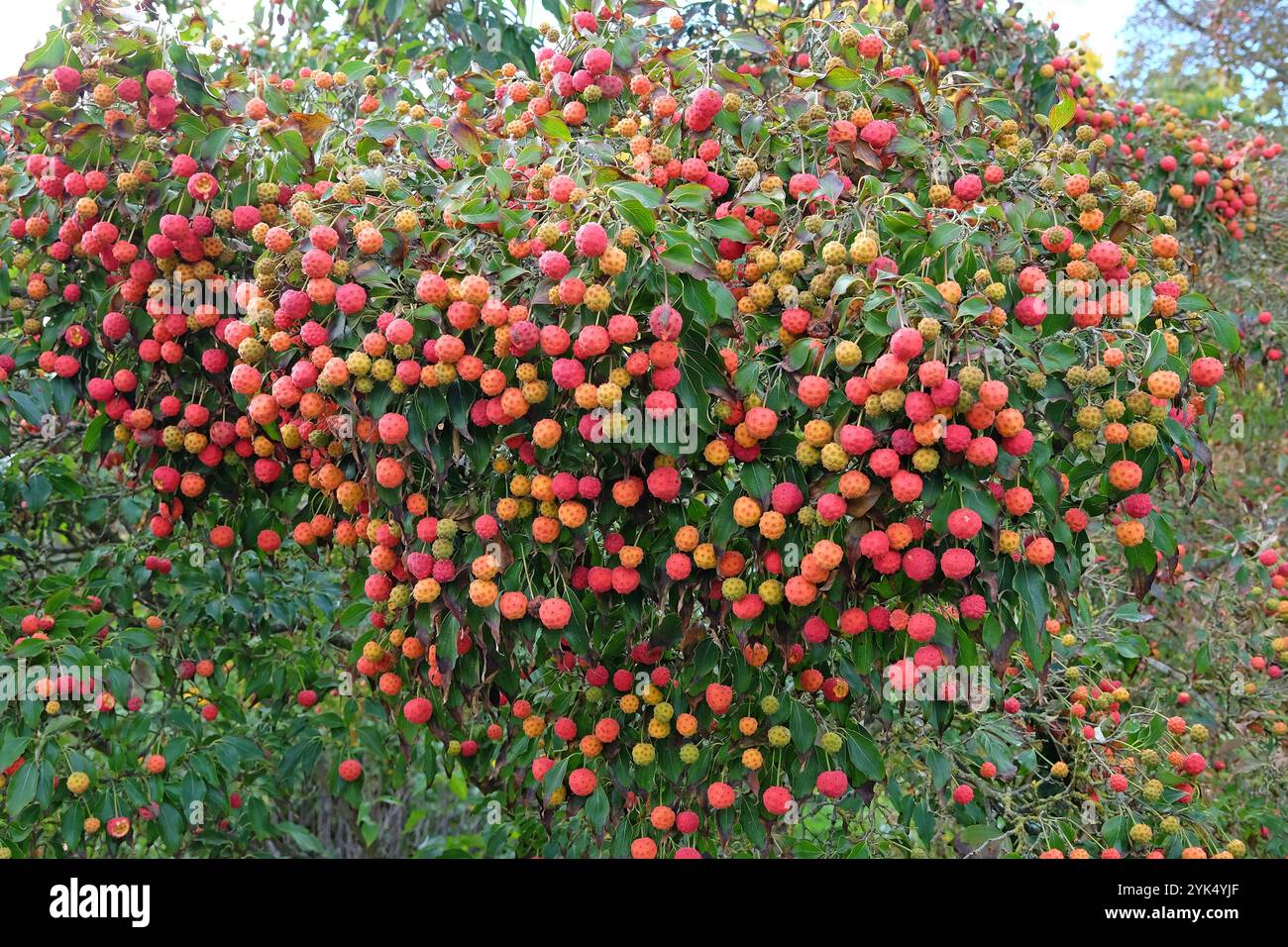 Cornus ‘John Slocock’, the red strawberry like fruits of the dogwood ...