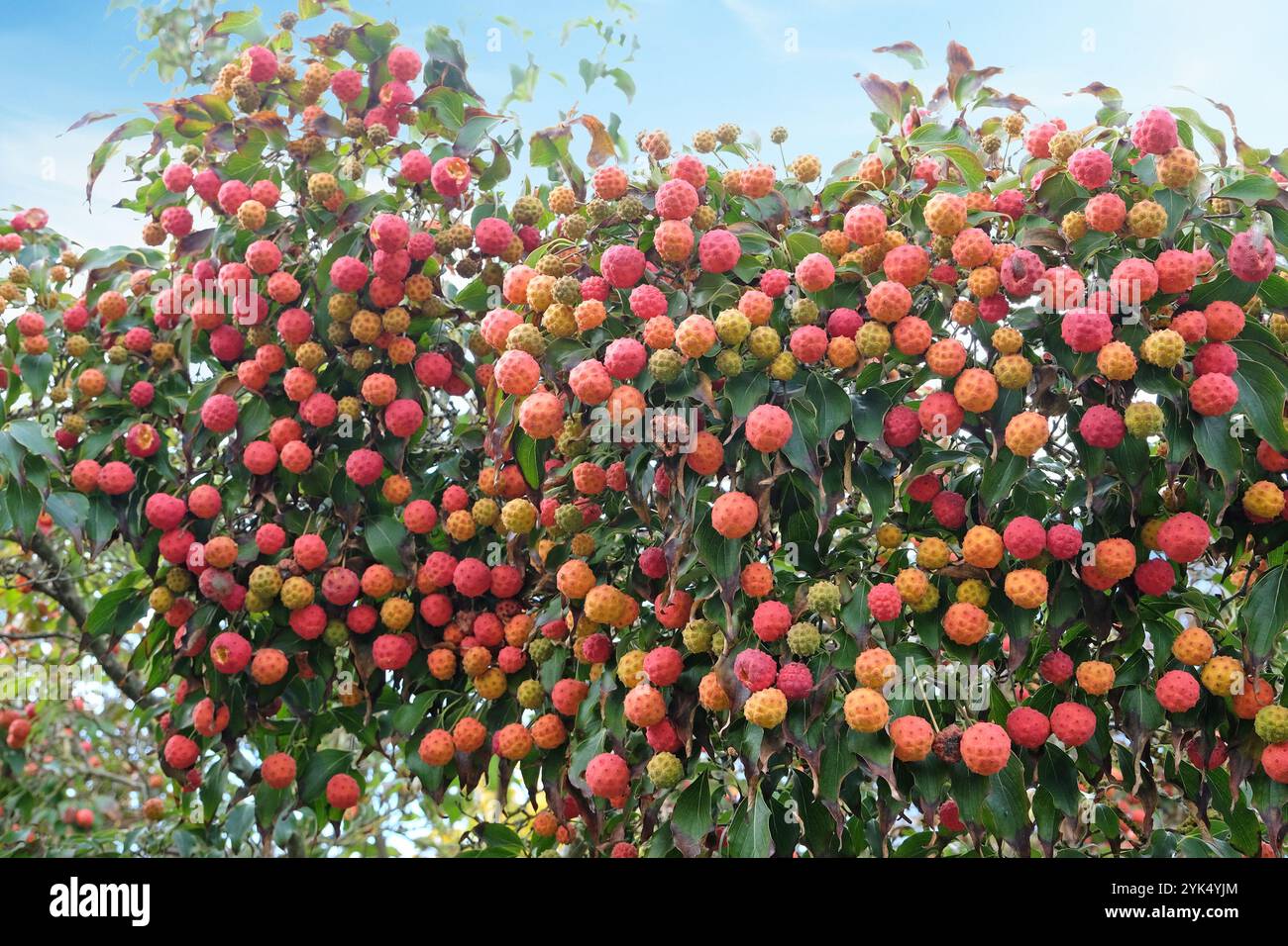 Cornus ‘John Slocock’, the red strawberry like fruits of the dogwood ...