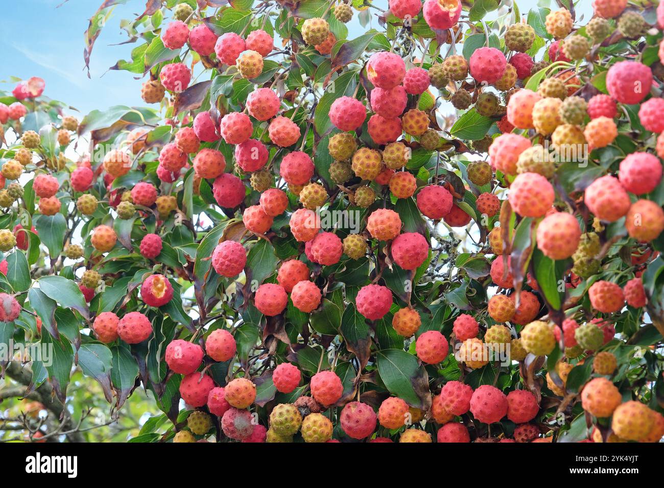 Cornus ‘John Slocock’, the red strawberry like fruits of the dogwood ...